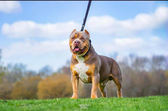 Unleashing the Power and Charisma of XL Bully Breeds – The Raw Dog